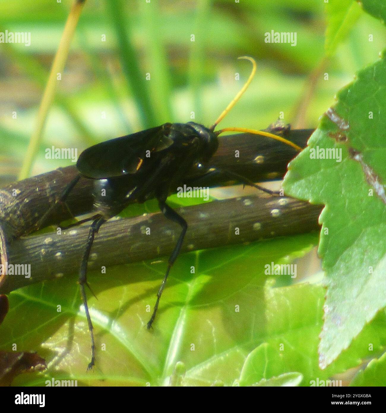 Eastern Tawny-horned Spider Wasp (Entypus unifasciatus Stock Photo - Alamy