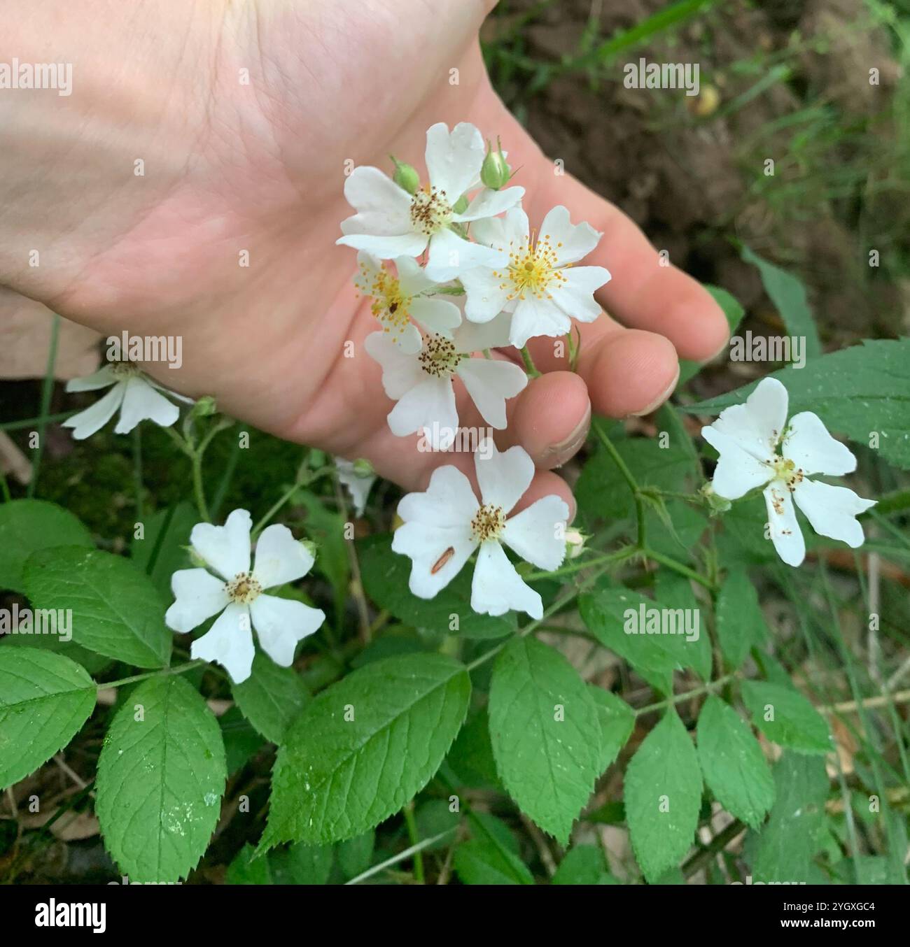 multiflora rose (Rosa multiflora Stock Photo - Alamy