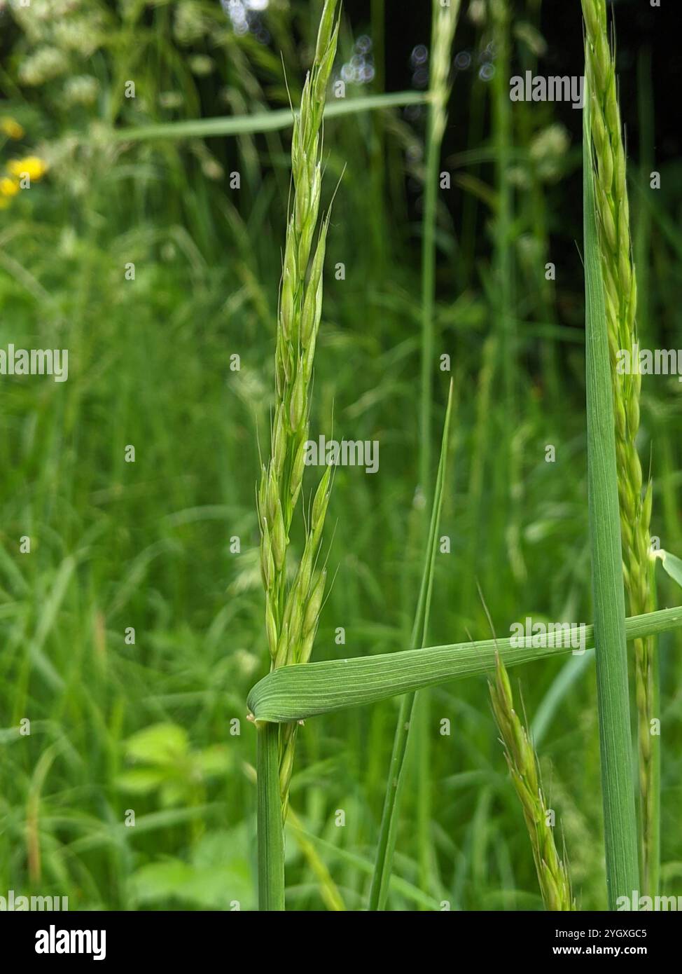 tall oat grass (Arrhenatherum elatius Stock Photo - Alamy