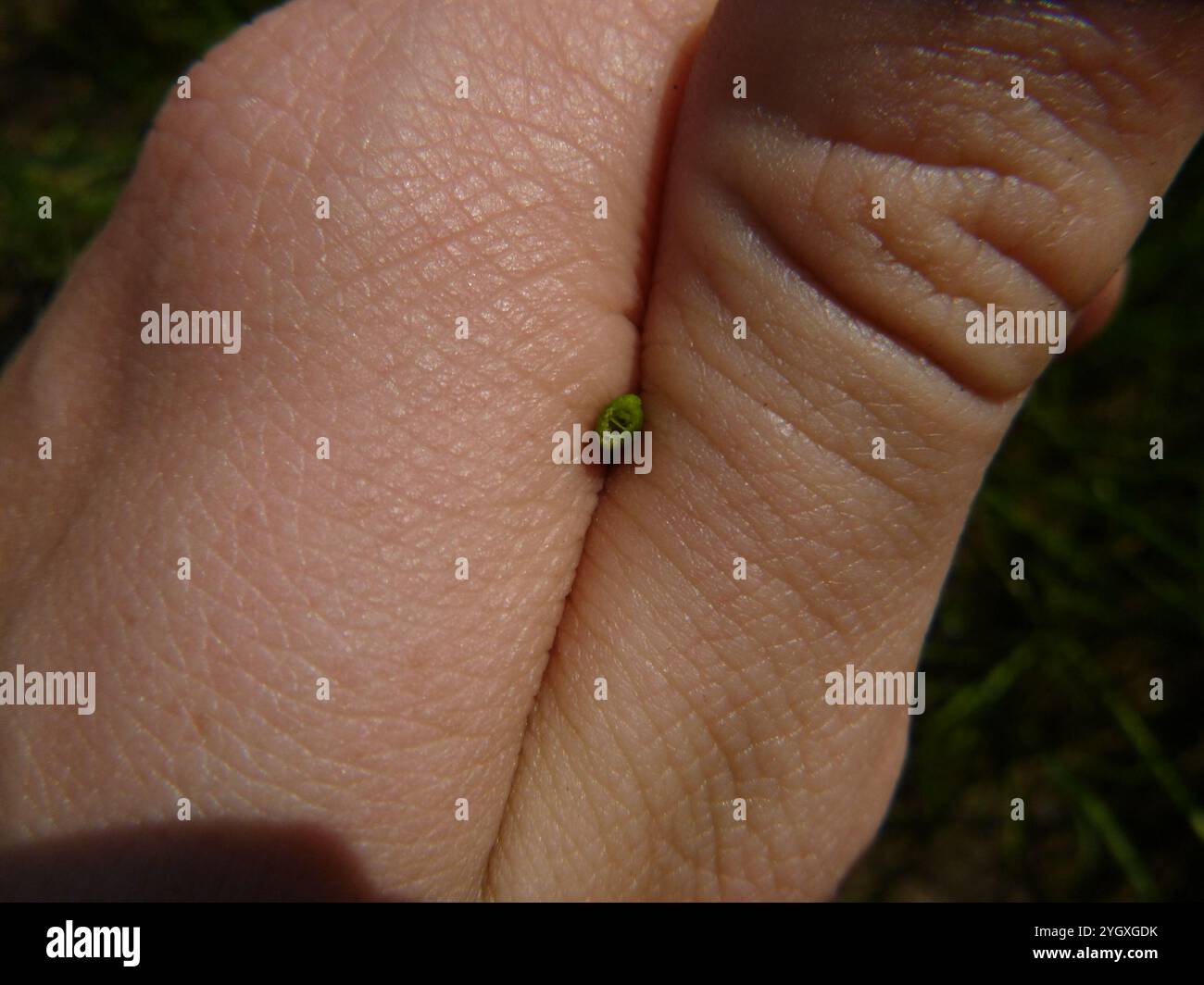 Jointed rush (Juncus articulatus Stock Photo - Alamy
