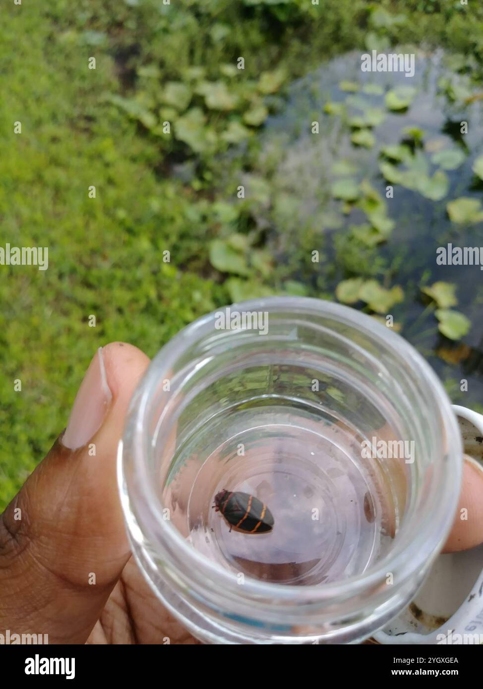 Two-lined Spittlebug (Prosapia bicincta Stock Photo - Alamy