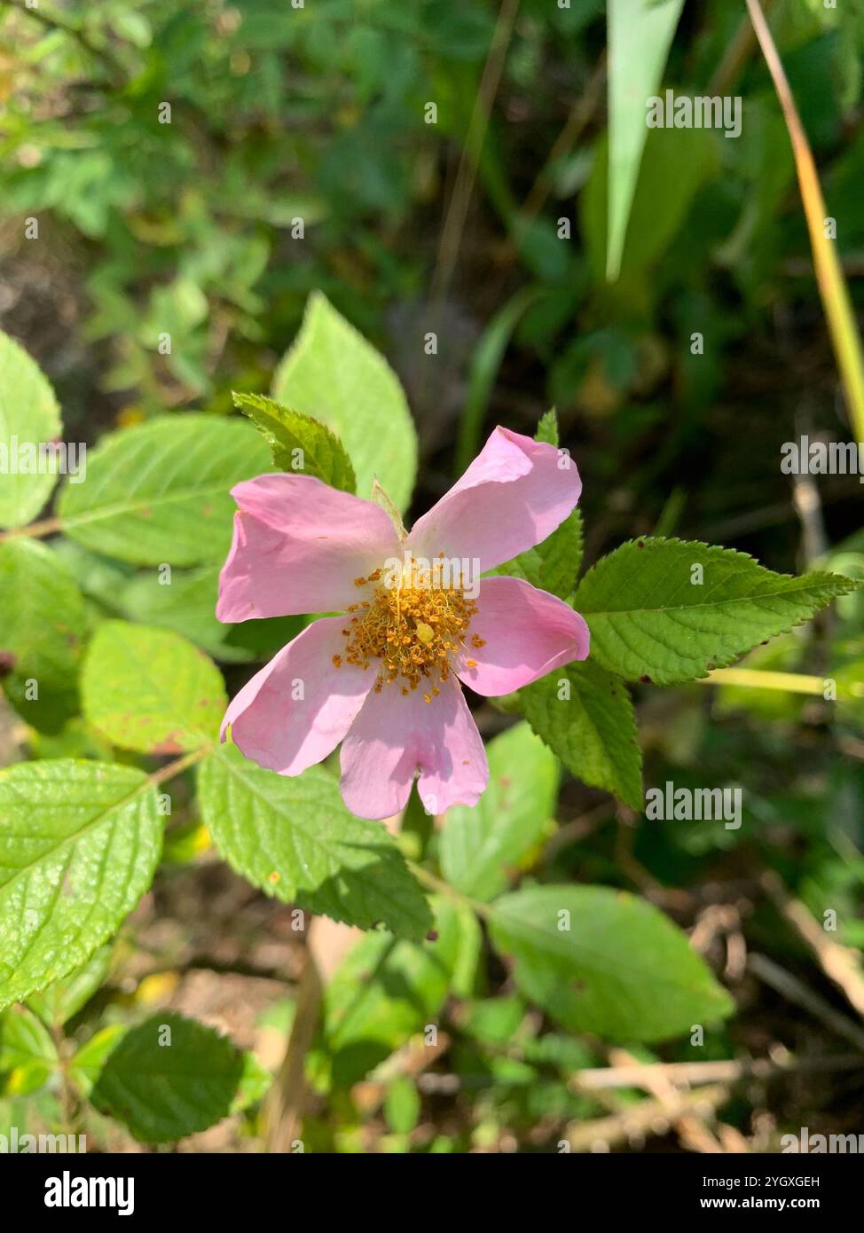 climbing prairie rose (Rosa setigera Stock Photo - Alamy