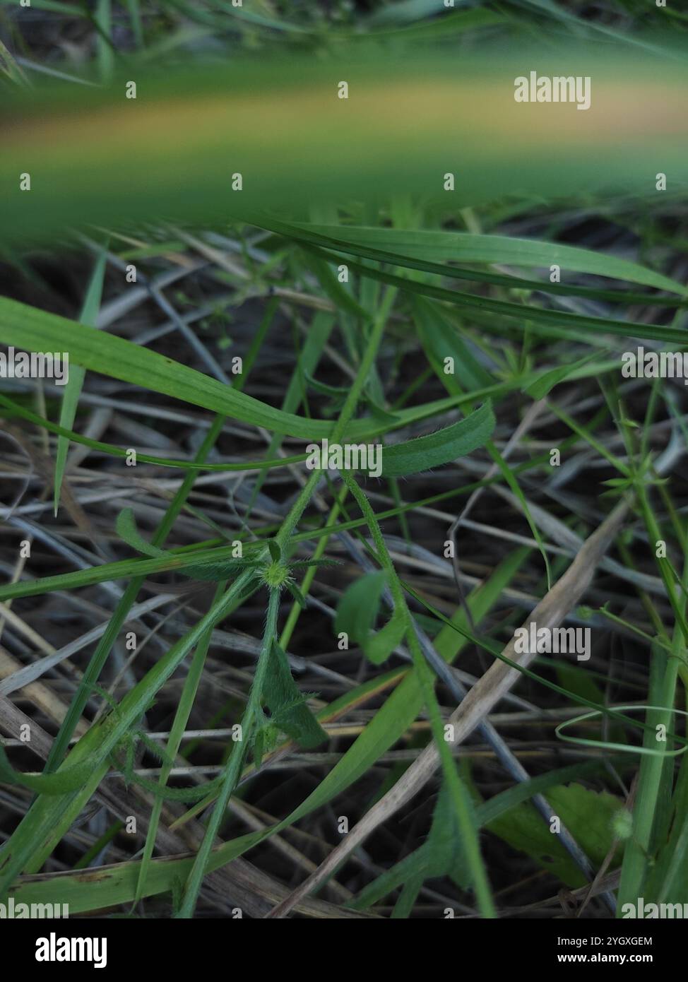two-rowed stickseed (Lappula squarrosa Stock Photo - Alamy