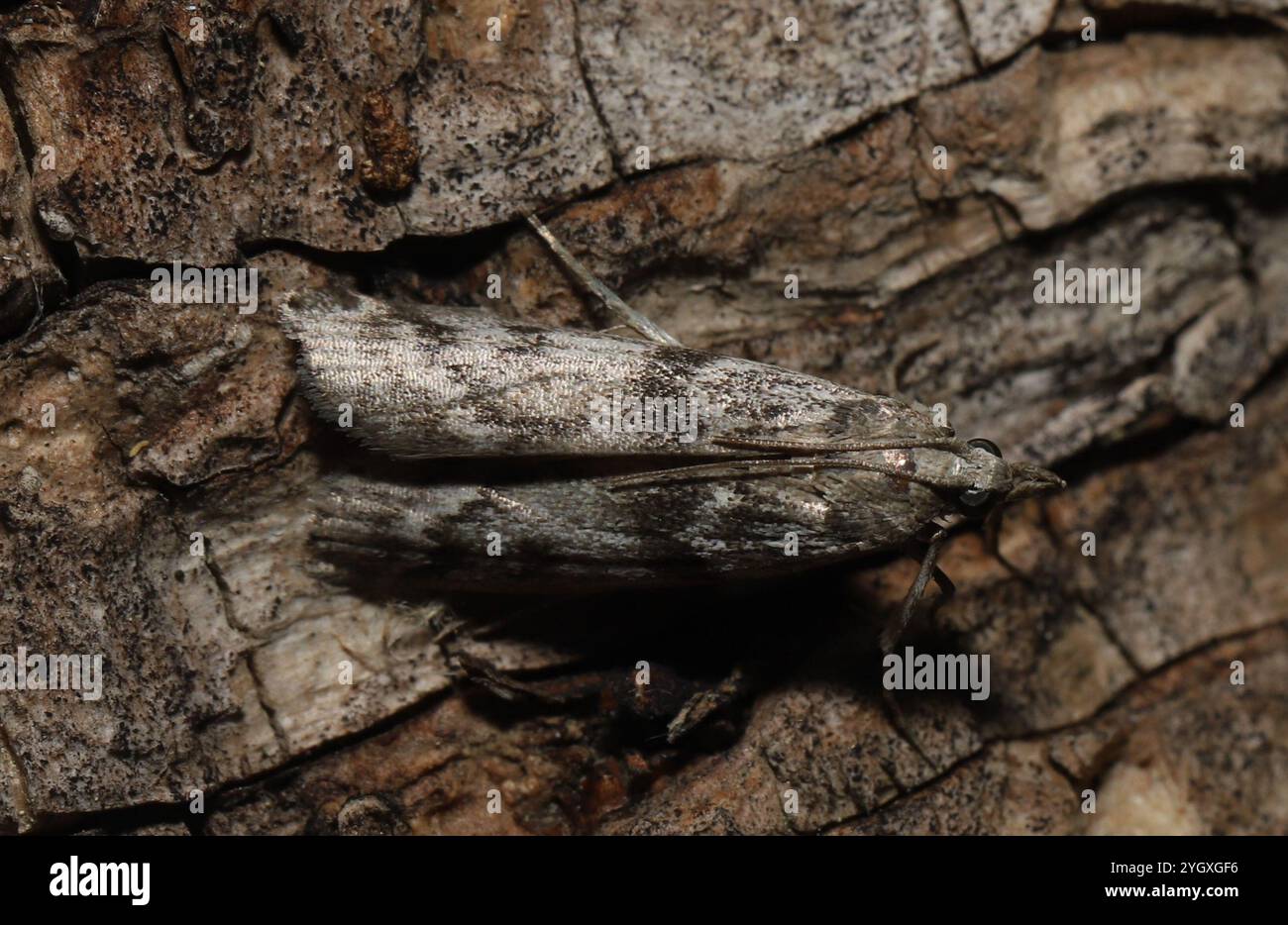 Double-striped Scoparia Moth (Scoparia biplagialis Stock Photo - Alamy