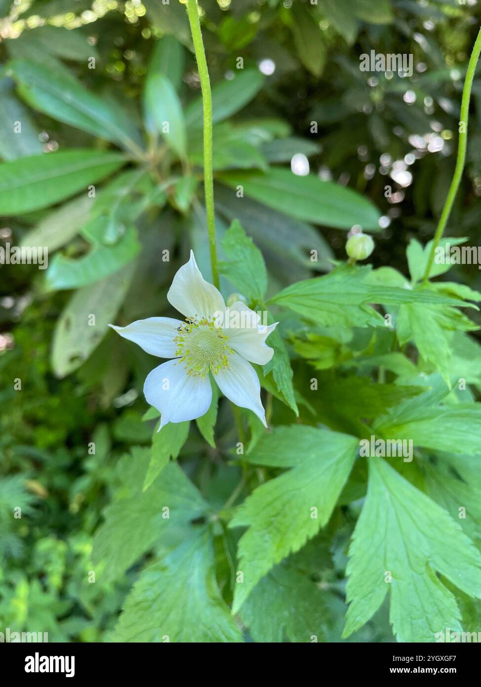 Anemone virginiana hi-res stock photography and images - Alamy