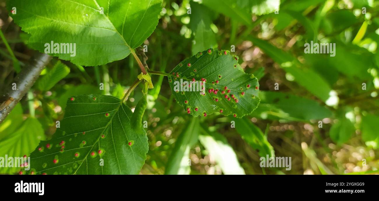 Gall and Rust Mites (Eriophyidae Stock Photo - Alamy