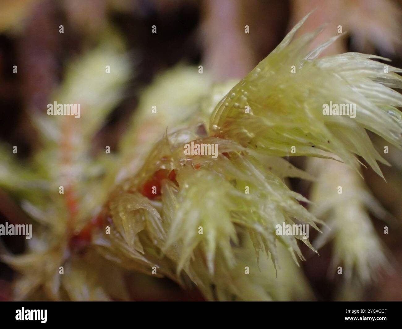 rough goose neck moss (Hylocomiadelphus triquetrus Stock Photo - Alamy