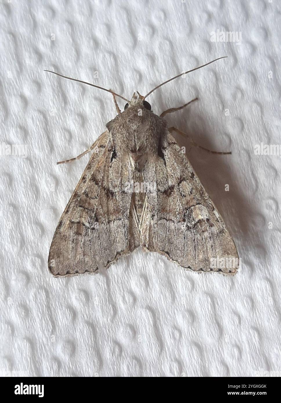 Sordens hi-res stock photography and images - Alamy