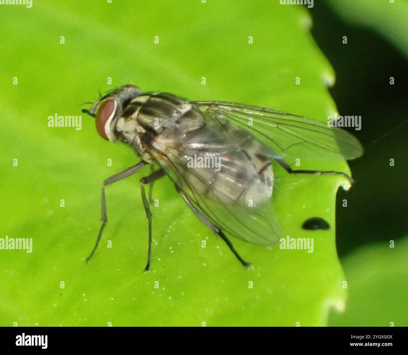 Stable Fly (Stomoxys calcitrans Stock Photo - Alamy