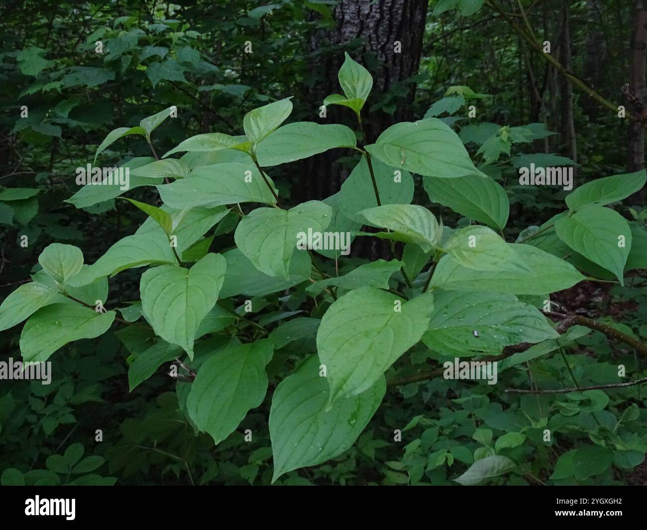 Round-leaved Dogwood (Cornus rugosa Stock Photo - Alamy