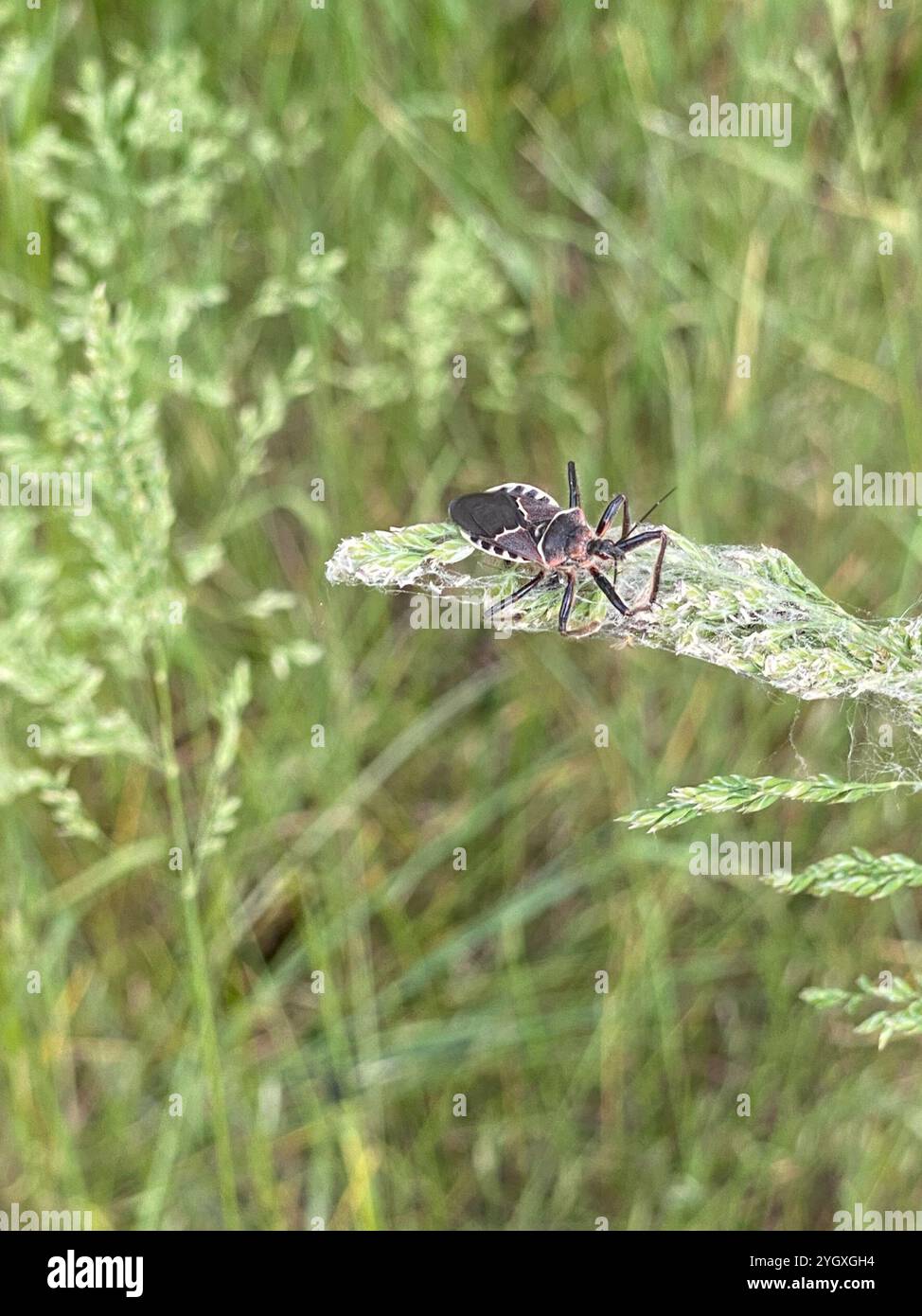 Plains Bee Assassin (Apiomerus spissipes Stock Photo - Alamy