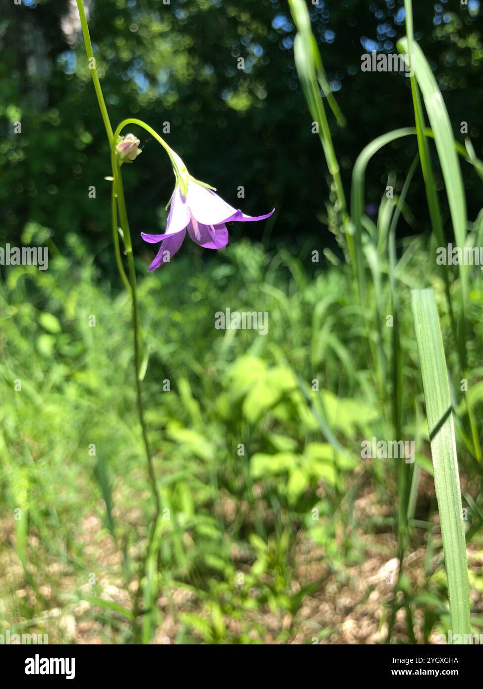 (Campanula stevenii altaica Stock Photo - Alamy