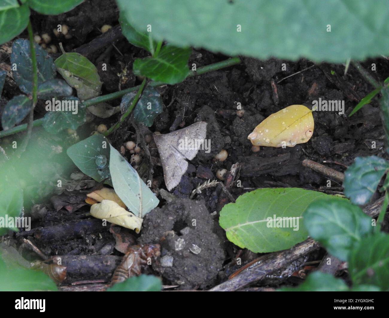 Speckled Renia Moth (Renia adspergillus Stock Photo - Alamy
