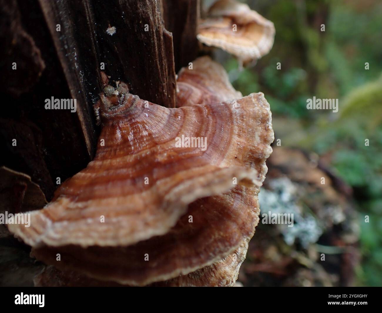 shelf fungi (Polyporales Stock Photo - Alamy