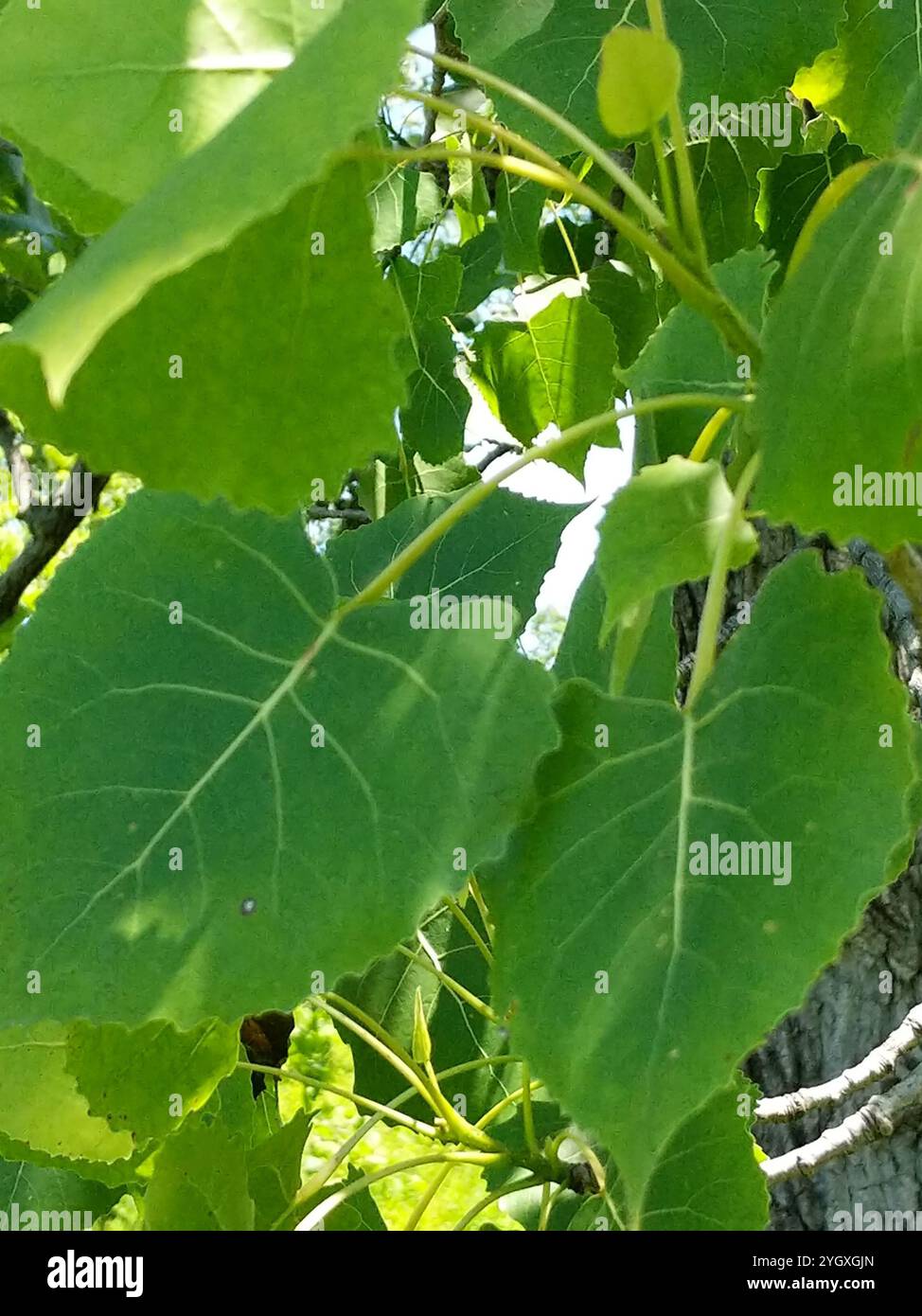 Eastern Cottonwood (Populus deltoides Stock Photo - Alamy