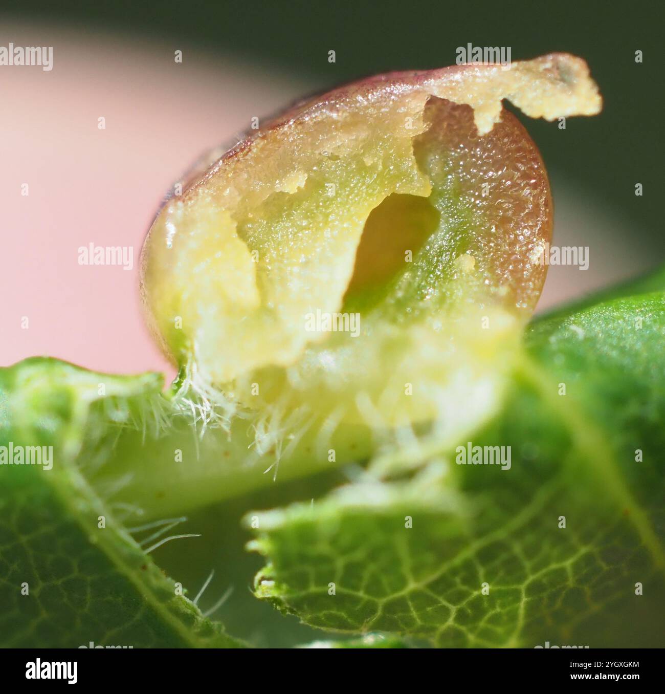 ash bullet gall midge (Dasineura pellex Stock Photo - Alamy
