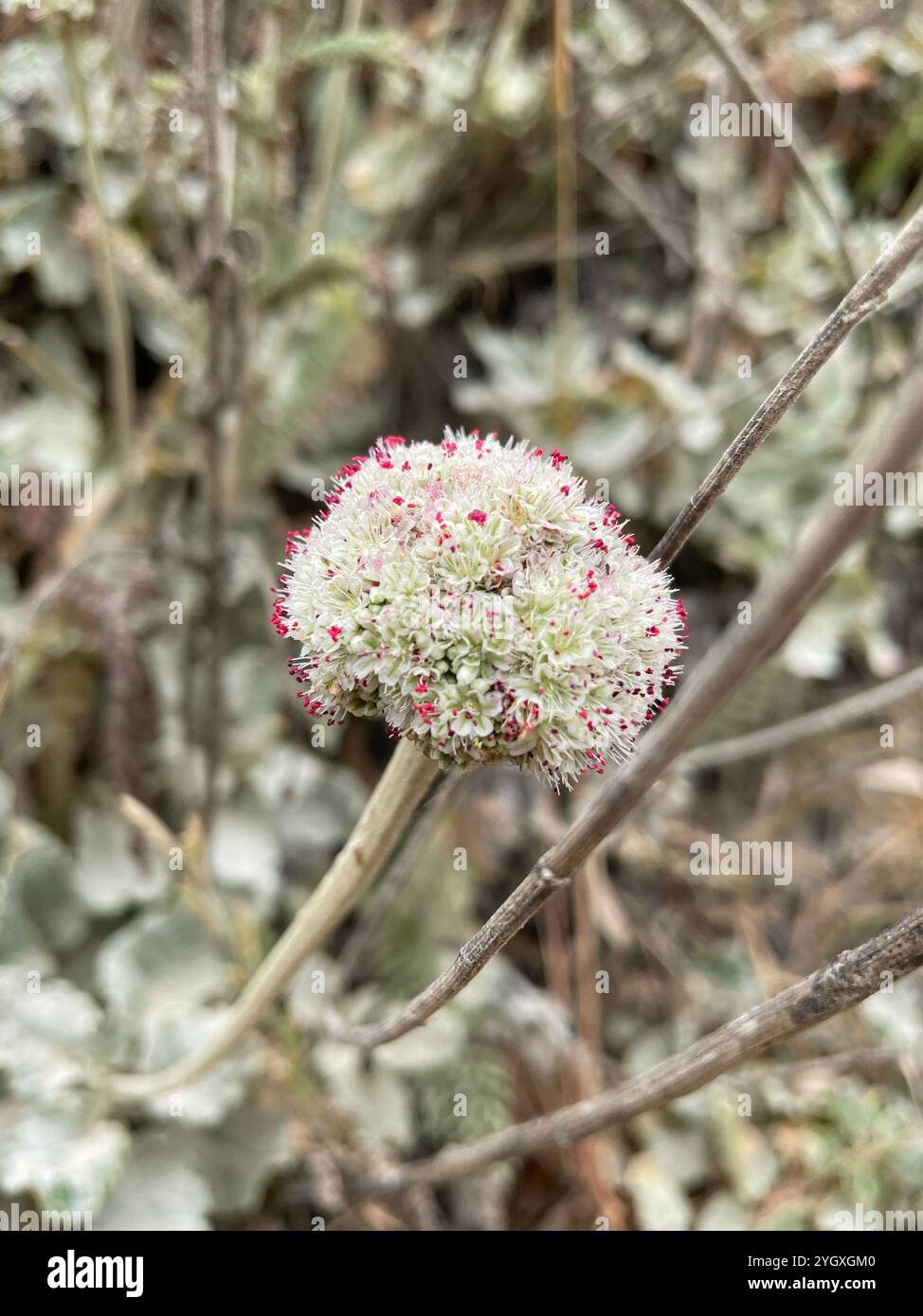 Seaside Buckwheat (Eriogonum latifolium Stock Photo - Alamy