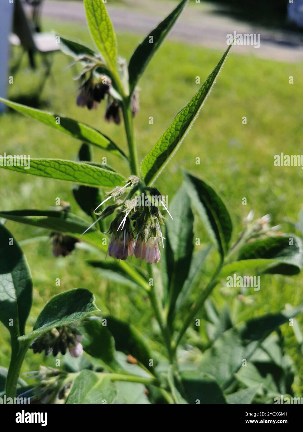 common comfrey (Symphytum officinale Stock Photo - Alamy