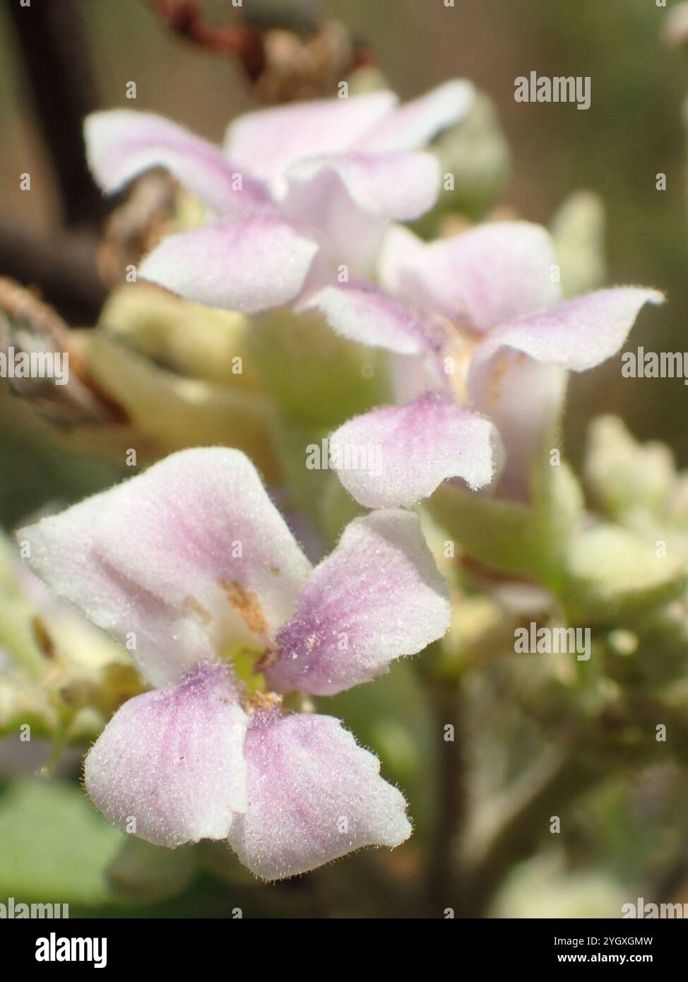 Narrow-leaved Screwtree (Helicteres angustifolia Stock Photo - Alamy