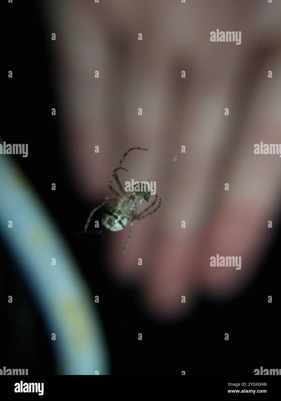 Pirate Spiders (Mimetidae Stock Photo - Alamy