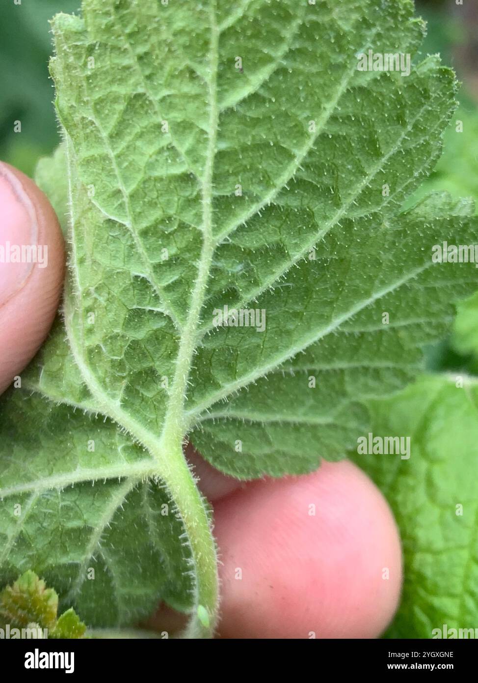 sticky currant (Ribes viscosissimum Stock Photo - Alamy