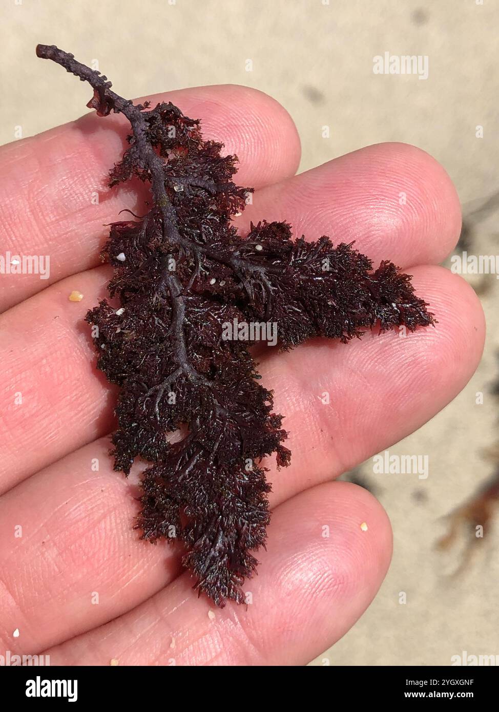 Sea Comb (Plocamium cartilagineum Stock Photo - Alamy