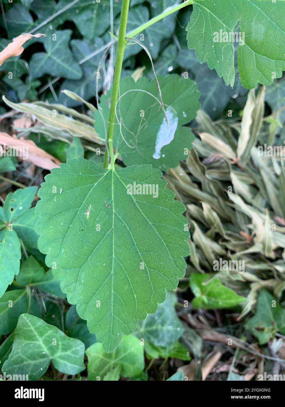 mulberry and fig family (Moraceae Stock Photo - Alamy