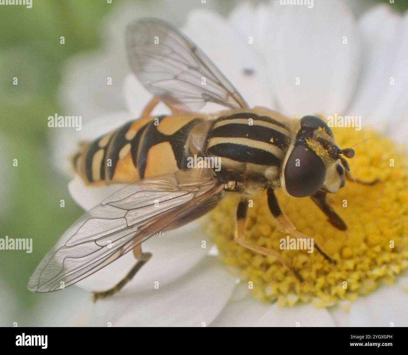 Sun Fly (Helophilus pendulus Stock Photo - Alamy