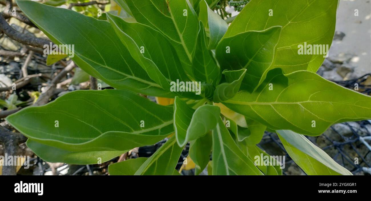 tree heliotrope (Heliotropium arboreum Stock Photo - Alamy