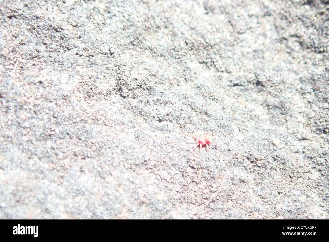 Sidewalk Mites (Balaustium Stock Photo - Alamy