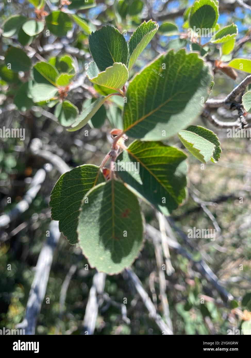 Utah Serviceberry (Amelanchier utahensis Stock Photo - Alamy