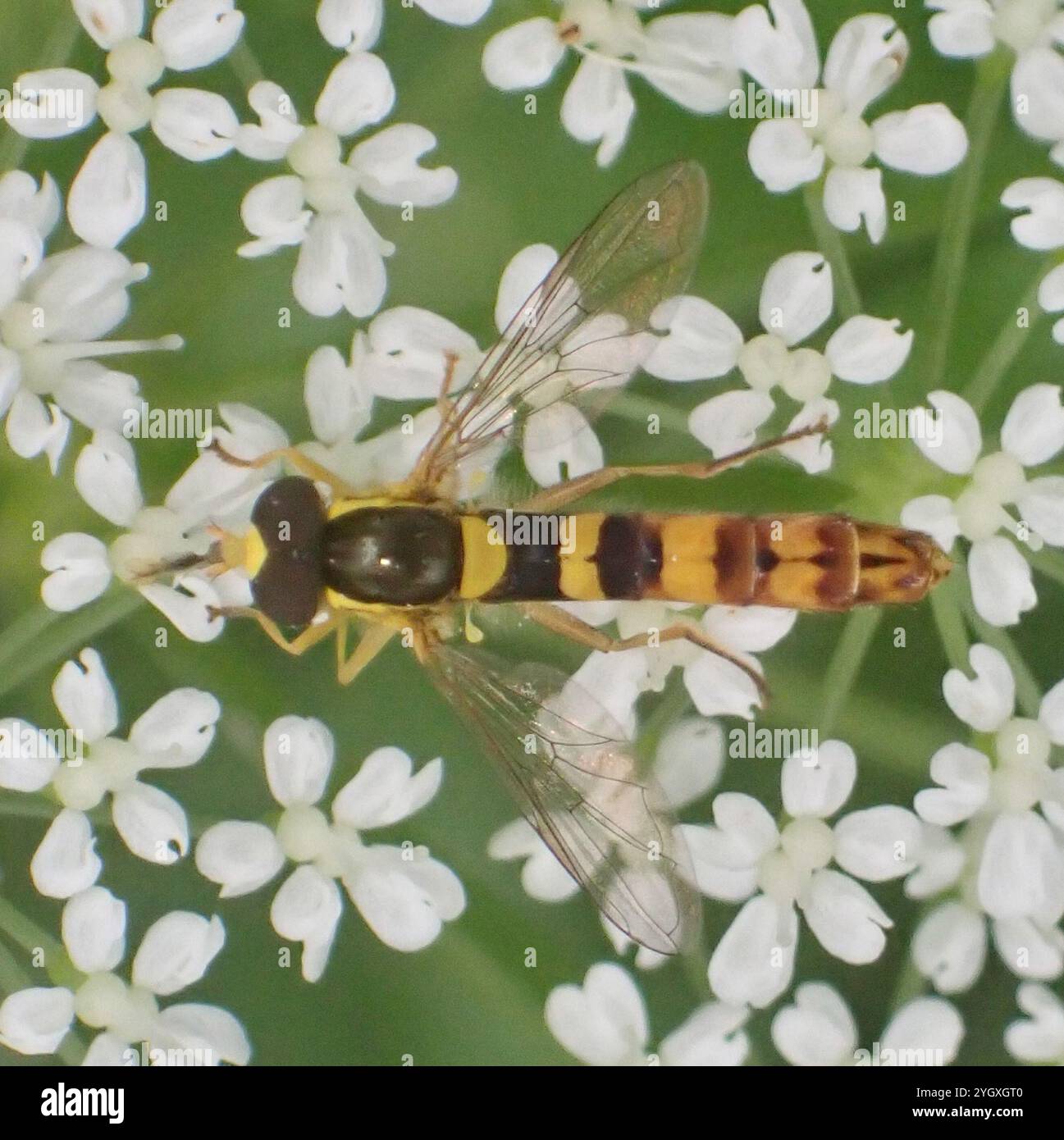 Common Globetail (Sphaerophoria scripta Stock Photo - Alamy