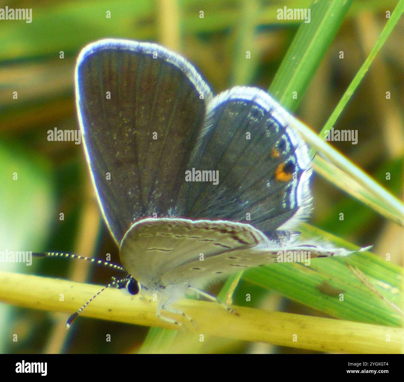 Eastern Tailed-Blue (Cupido comyntas Stock Photo - Alamy