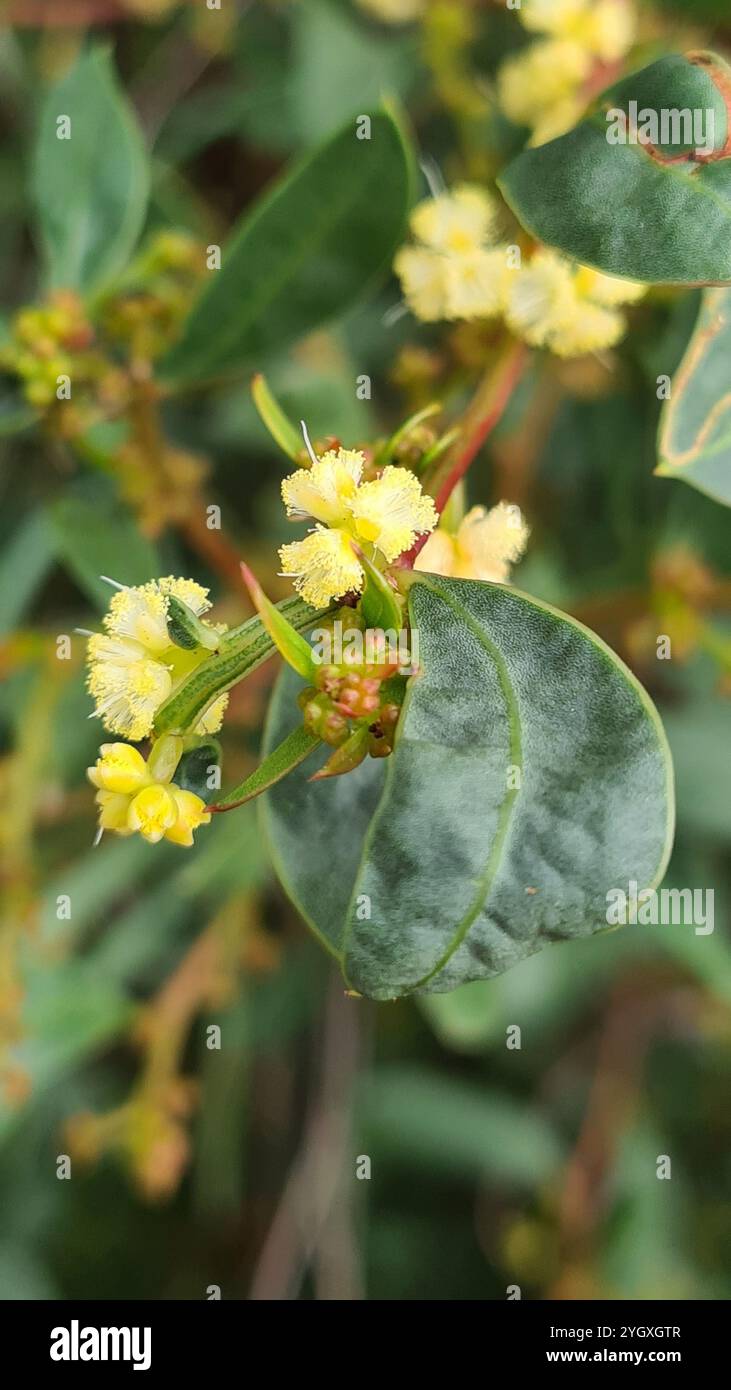 Myrtle Wattle (Acacia myrtifolia Stock Photo - Alamy