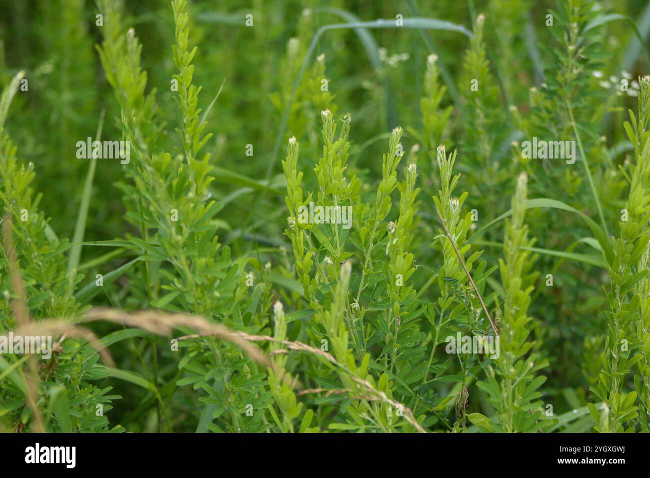 Chinese bushclover (Lespedeza cuneata Stock Photo - Alamy