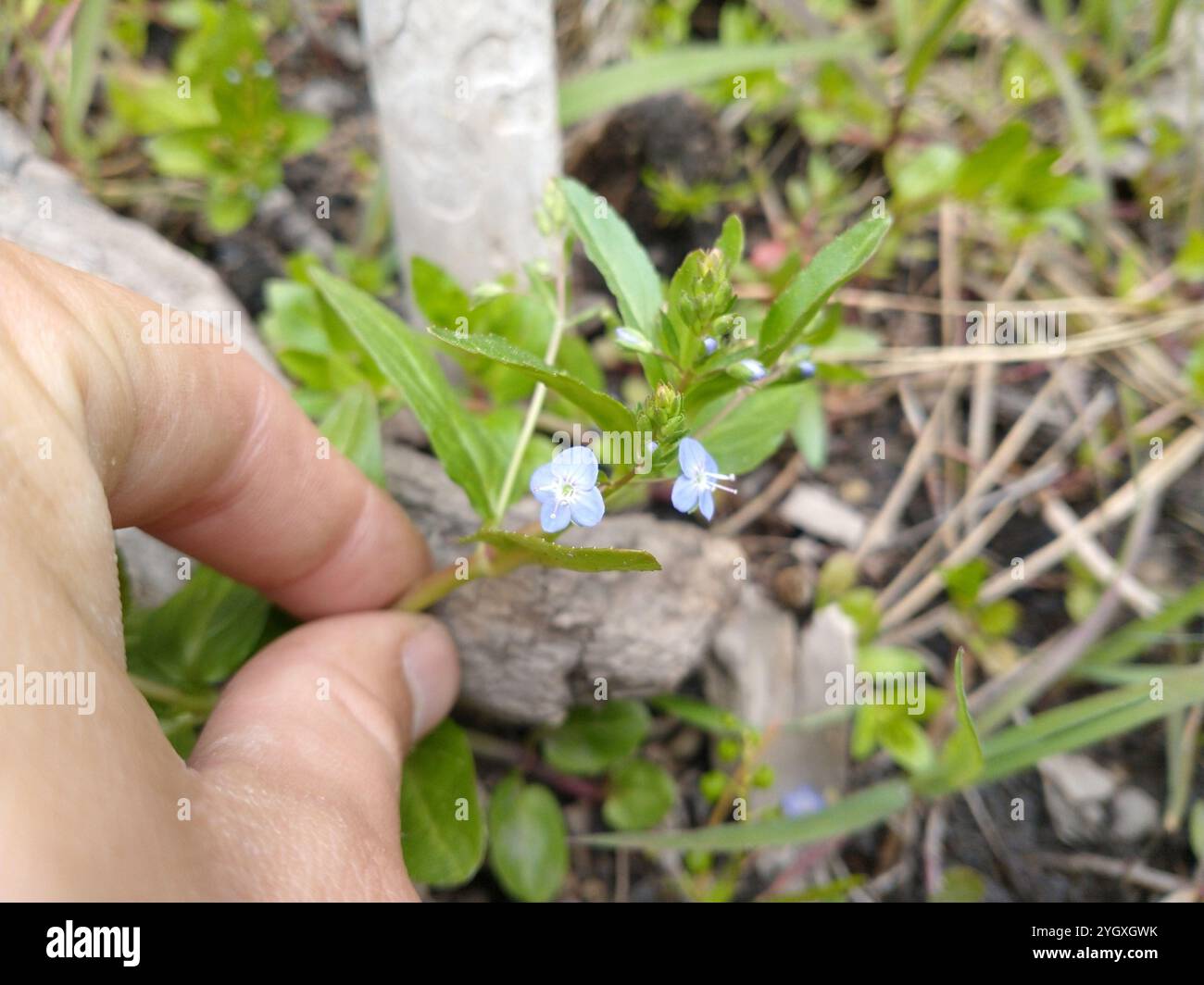 American brooklime hi-res stock photography and images - Alamy