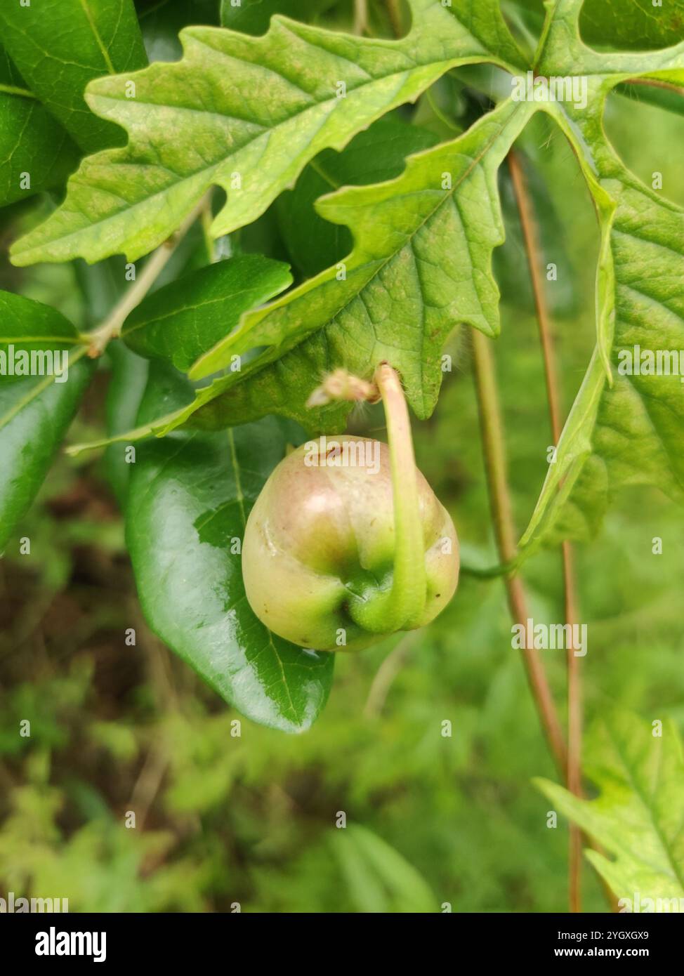 Alamo vine (Distimake dissectus Stock Photo - Alamy