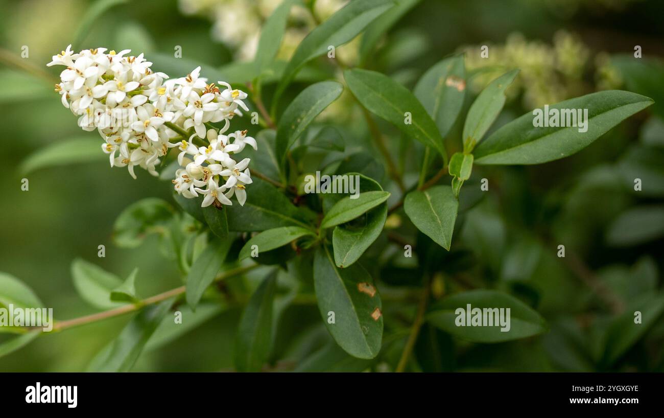 Common Privet (Ligustrum vulgare Stock Photo - Alamy