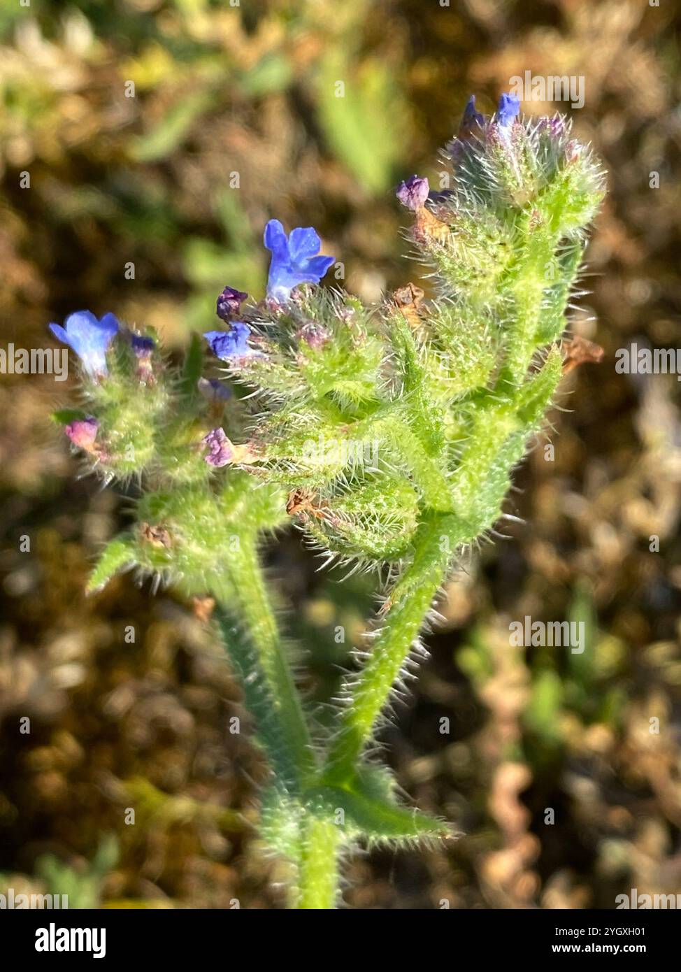 small bugloss (Anchusa arvensis Stock Photo - Alamy