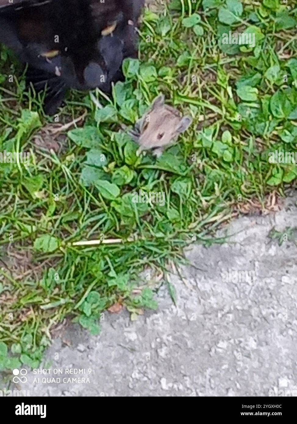 European Wood Mouse (Apodemus sylvaticus Stock Photo - Alamy