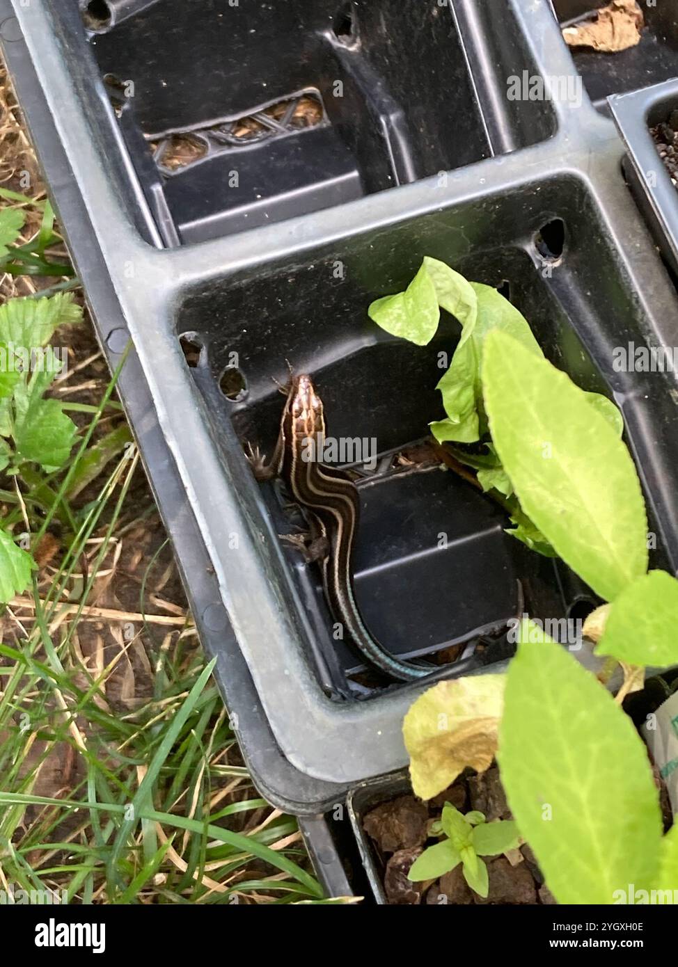Common Five-lined Skink (Plestiodon fasciatus Stock Photo - Alamy