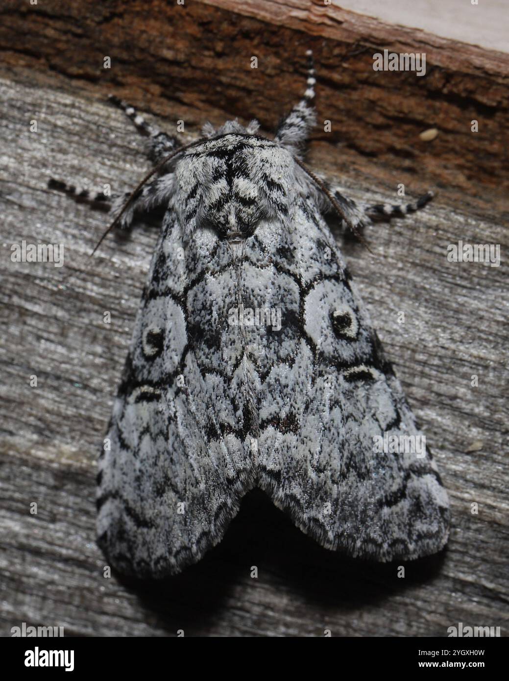 Laugher Moth (Charadra deridens Stock Photo - Alamy