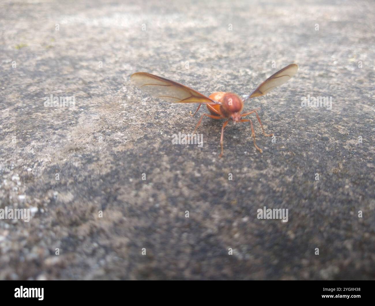 Atta Leaf-cutter Ants (Atta Stock Photo - Alamy