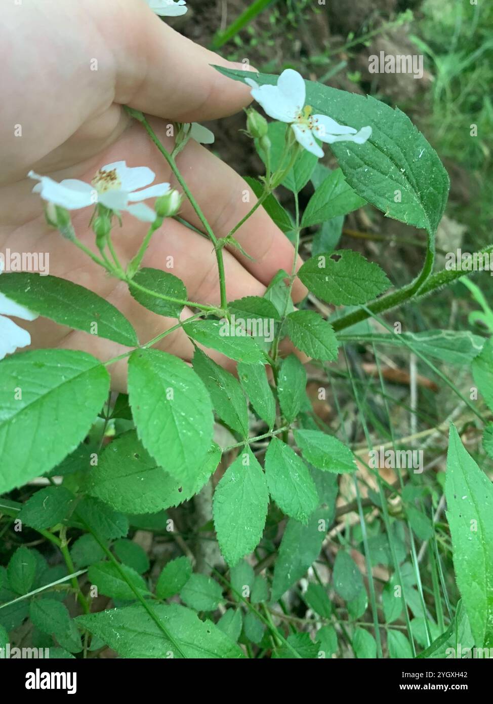 multiflora rose (Rosa multiflora Stock Photo - Alamy