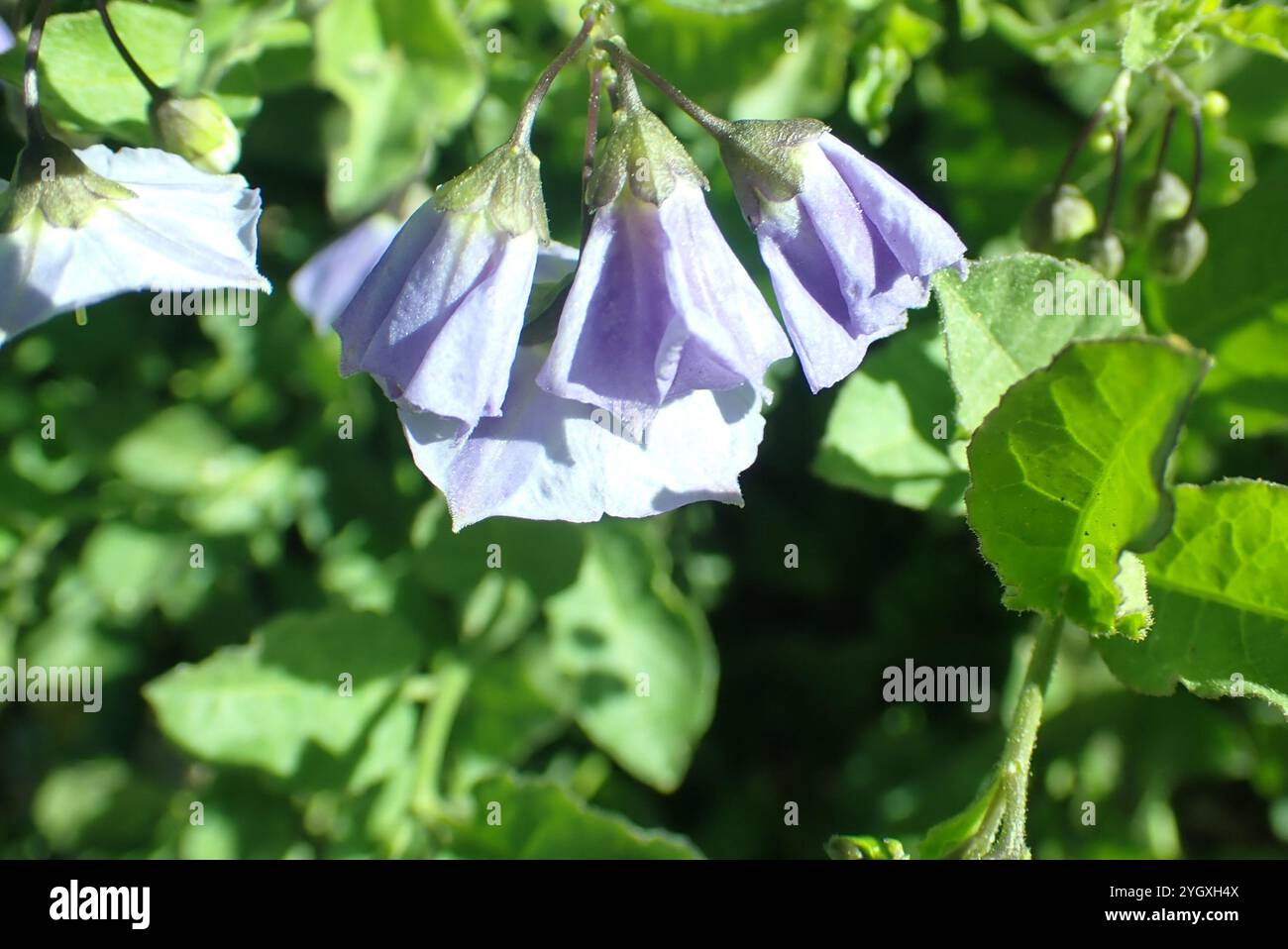 purple nightshade (Solanum xanti Stock Photo - Alamy