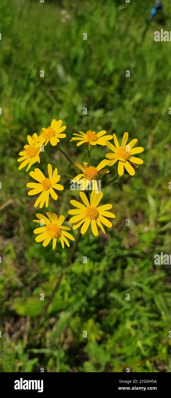 Field Fleawort (Tephroseris integrifolia Stock Photo - Alamy
