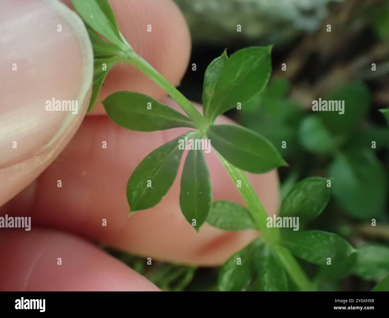 fragrant bedstraw (Galium triflorum Stock Photo - Alamy