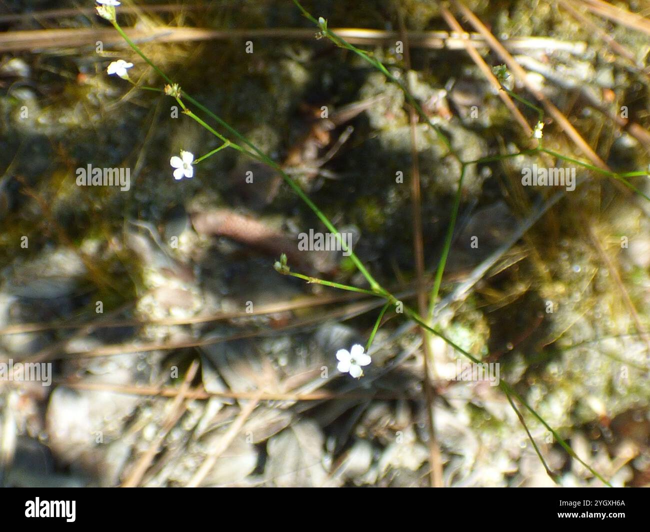 Wire-plant (Stipulicida setacea Stock Photo - Alamy