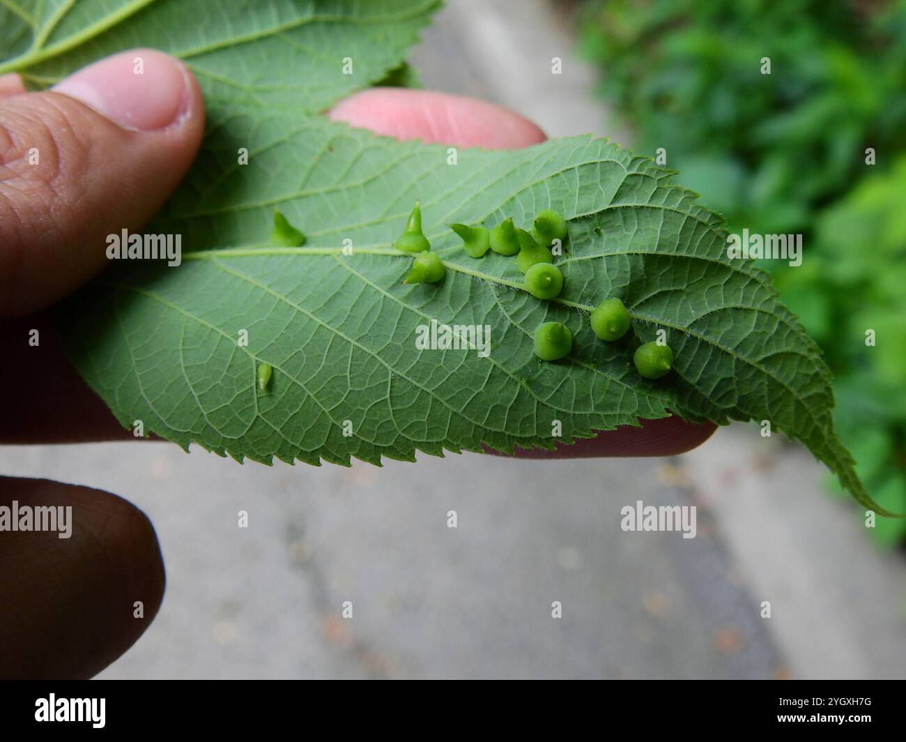 Hackberry Thorn Gall Midge (Celticecis spiniformis Stock Photo - Alamy