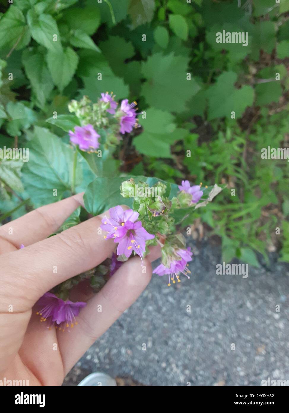 Wild Four o'Clock (Mirabilis nyctaginea Stock Photo - Alamy